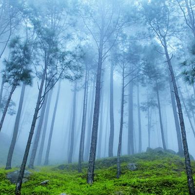 Himalayan Pine Forest - KDE Store