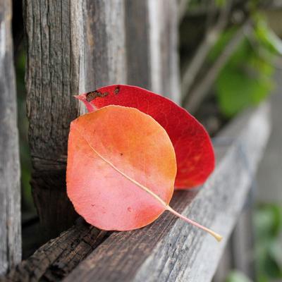 red leaves - KDE Store