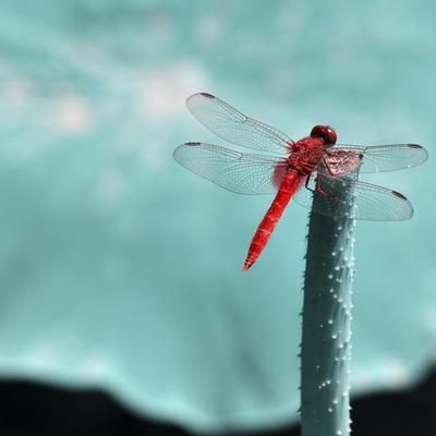 Red Dragonfly - KDE Store