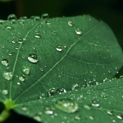 Raindrops on leaves - KDE Store