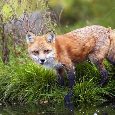 Red Fox-Windows - KDE Store