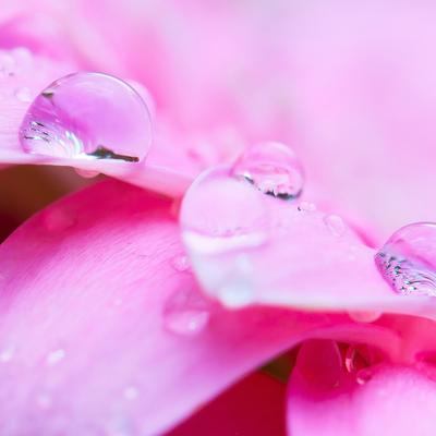 Water drops flower pink - KDE Store
