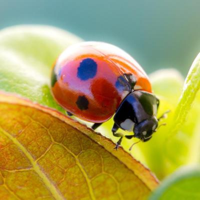 ladybug - KDE Store