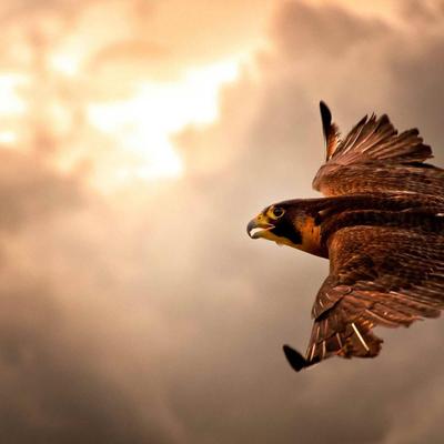 falcon in flight - KDE Store