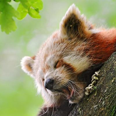 Red panda - KDE Store