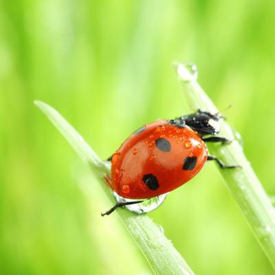 ladybug macro - KDE Store