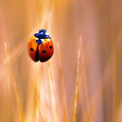 ladybug - KDE Store