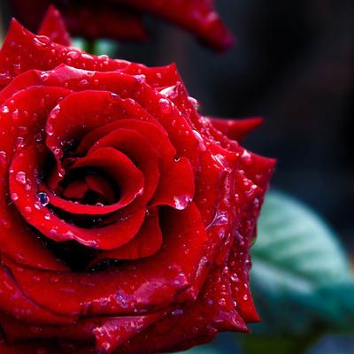 red rose - KDE Store