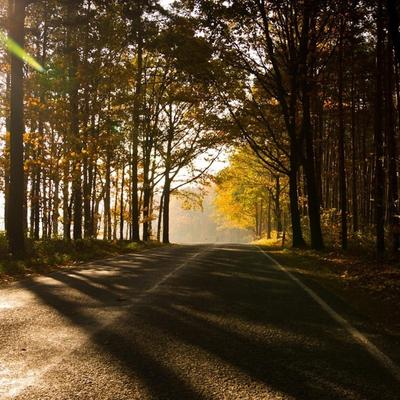 Sunshine Forest - KDE Store