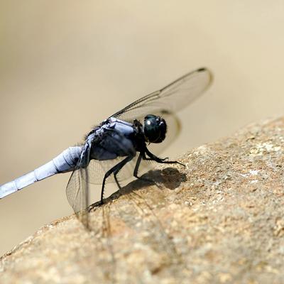 dragonfly on the rock - KDE Store