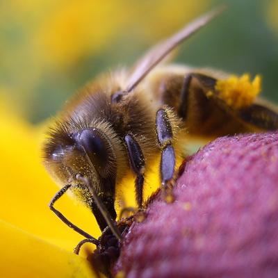 bee and flower - KDE Store