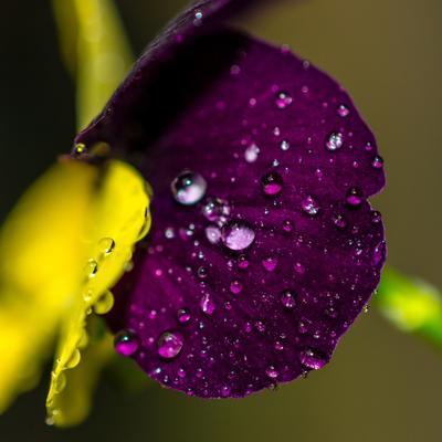 Leaf drops close up - KDE Store