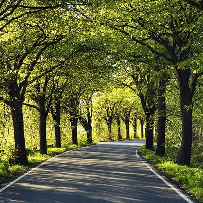 Tree Lined Road - KDE Store