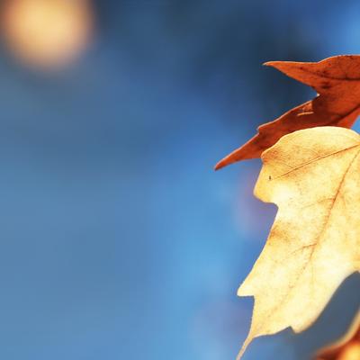 leaves maple blur autumn - KDE Store