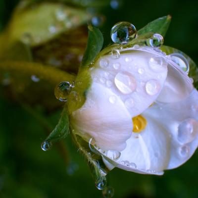 macro drops flower - KDE Store