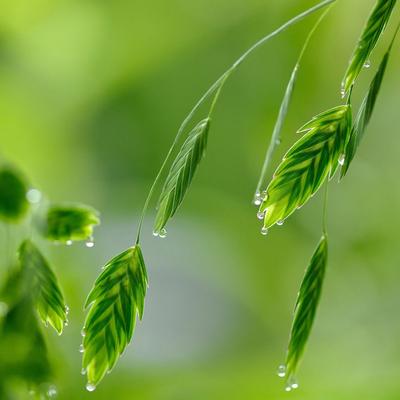 leaves with water drops - KDE Store