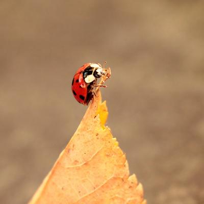 ladybug leaves autumn - KDE Store