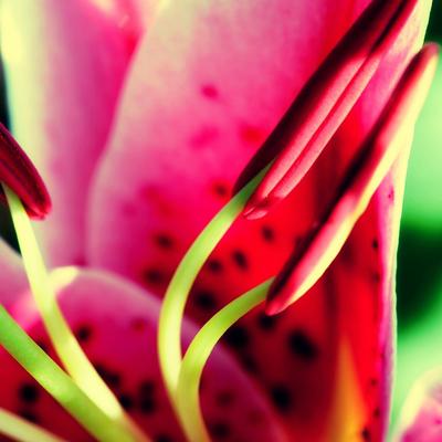 Lily Macro - KDE Store
