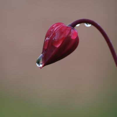 bud red flower drops - KDE Store