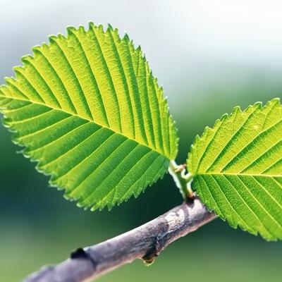 two green leaves - KDE Store