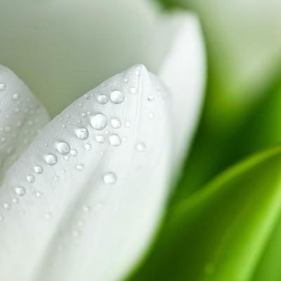 flower drops grass leaves - KDE Store