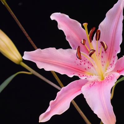 pink lily - KDE Store
