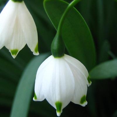hanging snowdrops - addons.videolan.org