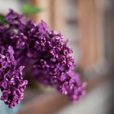 flowers lilac macro - KDE Store