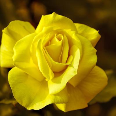 rose yellow macro - KDE Store