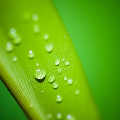 Leaf drops macro blurring - KDE Store