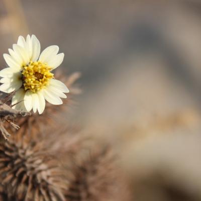 white flower macro - KDE Store