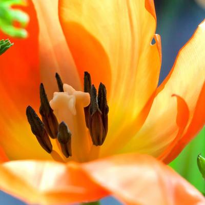 Orange lily macro - KDE Store