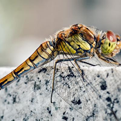 Dragonfly macro insects - KDE Store