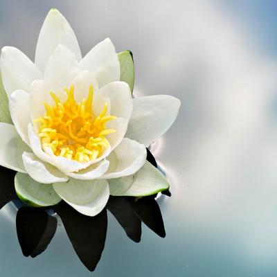 white water lily - KDE Store