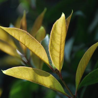 green leaves - KDE Store