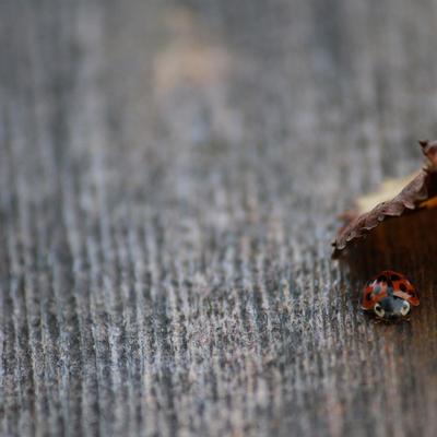 ladybug in hiding - KDE Store