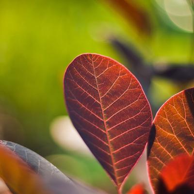 reddish leaves - KDE Store