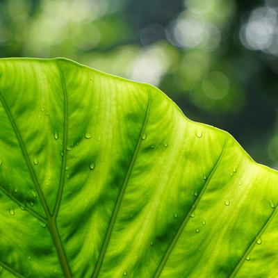 green leaf - KDE Store