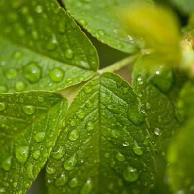 raindrops on a green - KDE Store