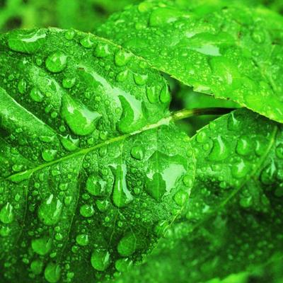 raindrops -green - KDE Store
