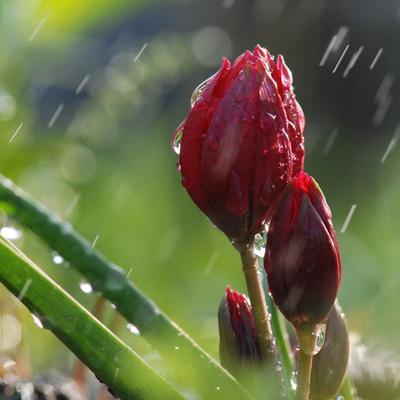Summer raindrops - KDE Store