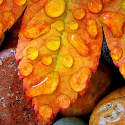 leaves maple drops - KDE Store