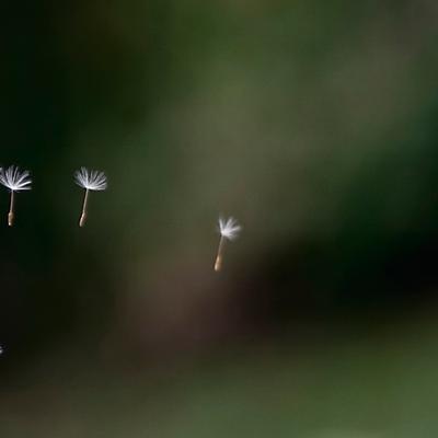 Dandelion seeds flying - KDE Store