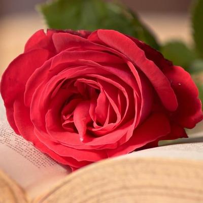 rose red flower book - KDE Store