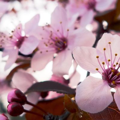 Beautiful Japanese cherry blossom - KDE Store