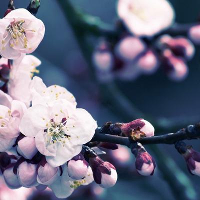 Beautiful Japanese cherry blossom - KDE Store