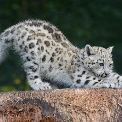 snow leopard cub - KDE Store