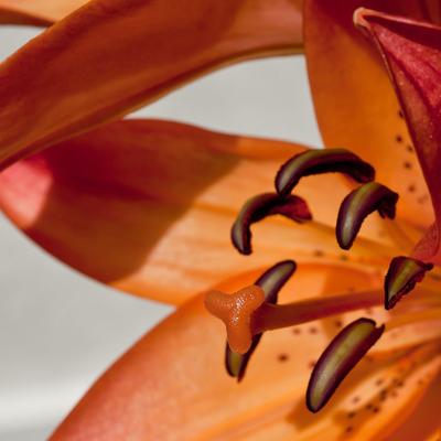 orange lily macro - KDE Store
