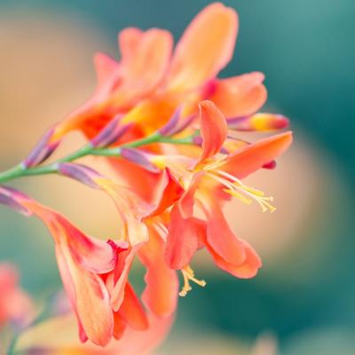 Pink Flower Blossom Bokeh - KDE Store