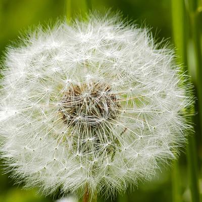 Dandelion - KDE Store